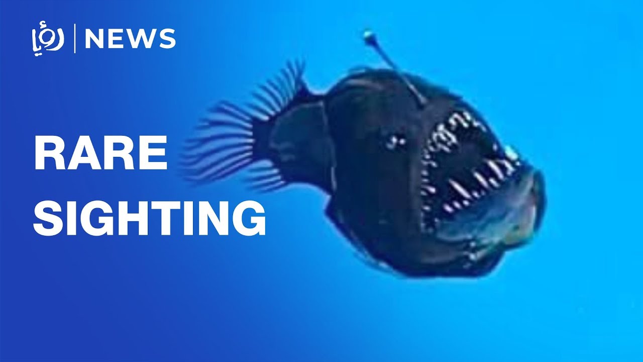 Rare sighting of humpback anglerfish near Tenerife coast - YouTube