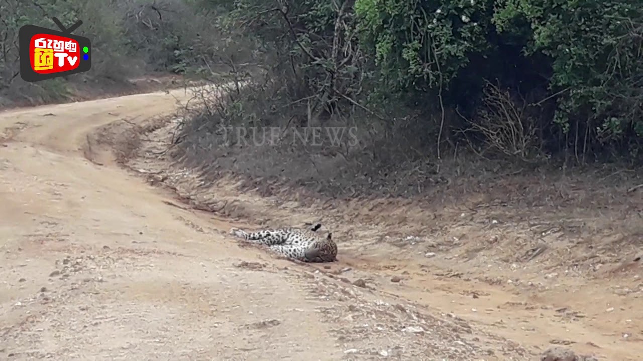 Tiger at Yala National Park - YouTube
