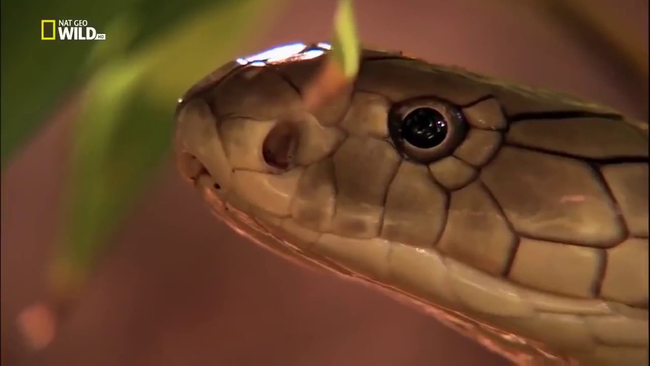 The Attack Of Wildlife - King Cobra - In The World - YouTube