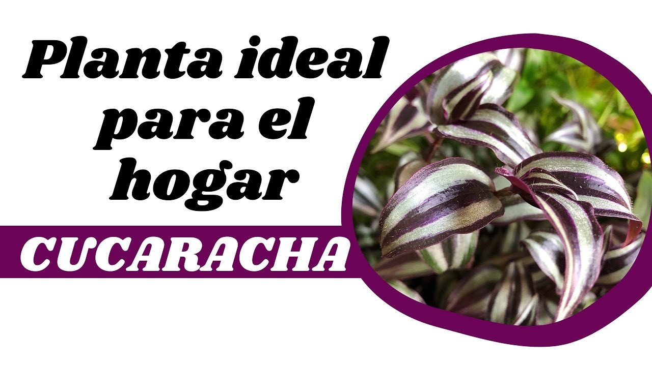 Planta cucaracha una mata de hogar de muy fáciles cuidados #plantas # ...