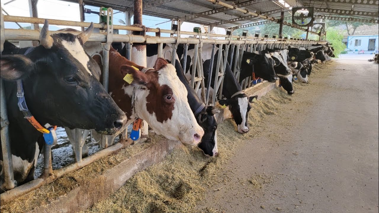 DAIRY 🥛 FARM SPECIAL COVERAGE FOR KOIKIMEDIATV. 100 COWS 🐄 GIVES ...