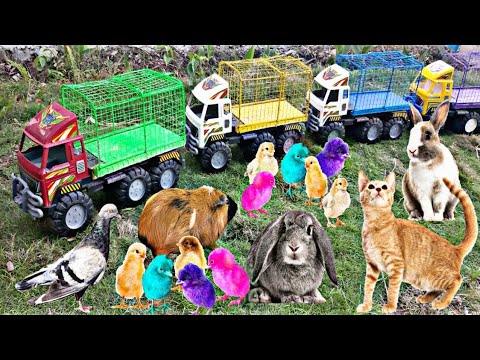 Mobil Truk Oleng Angkut Merpati Kucing Anak Ayam Warna-warni Marmut ...