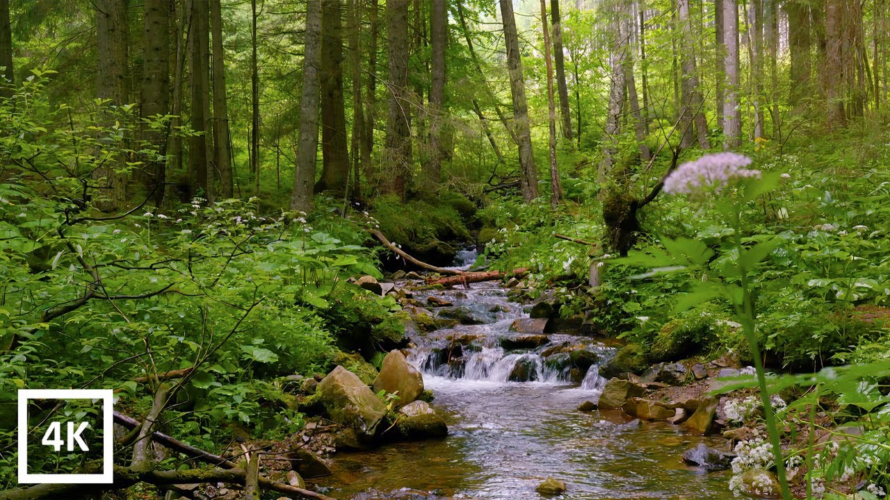 Relaxing Forest Stream | Water Sounds & Birdsong | 4K Nature Video ...