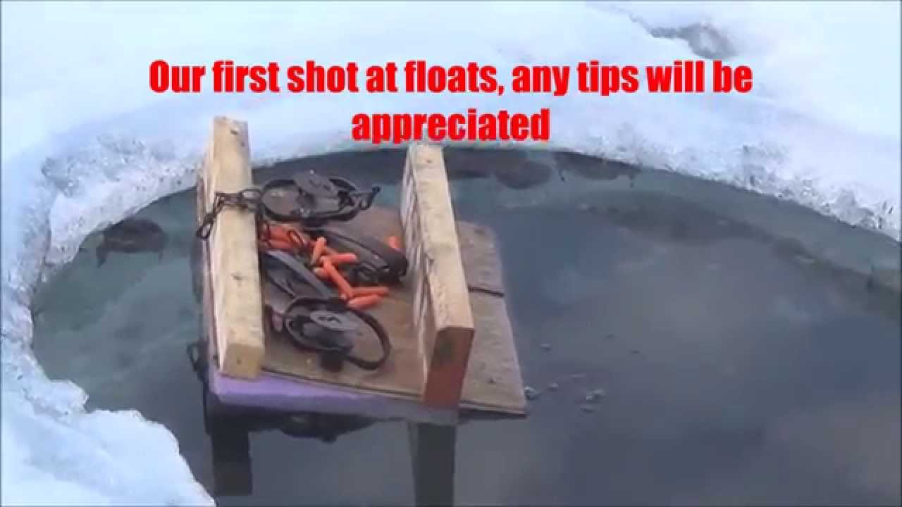 muskrat trapping with floats and traps. - YouTube