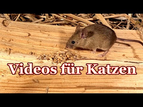 Videos für Katzen - Katzen tv Mäuse