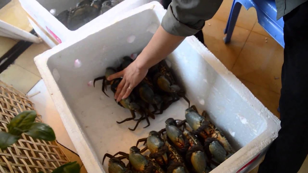 Mud Crabs for exporting - YouTube