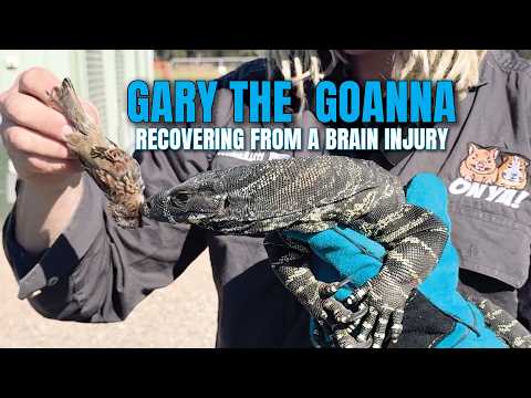 I Rescued a Prehistoric Predator: Here’s Gary