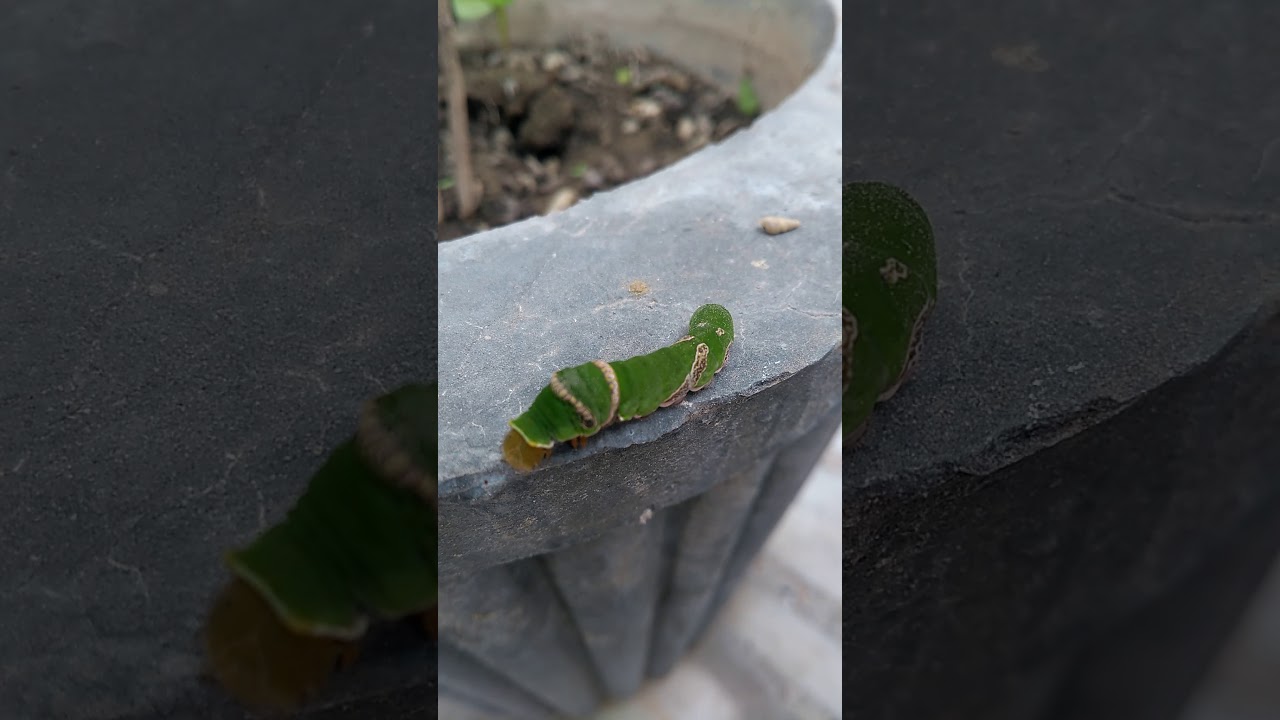 Kid calls this insect beautiful | Insect on Curry leaves part 1 - YouTube