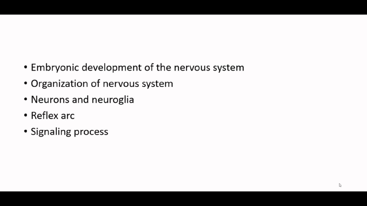 Introduction to Neuroanatomy: Embryonic development, Neurons and The ...