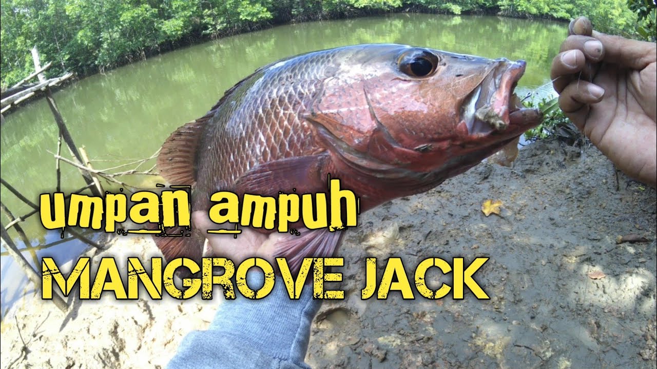 MANCING MANGROVE JACK/KAKAP BAKAU PAKE UMPAN IKAN BANDENG IRIS - YouTube