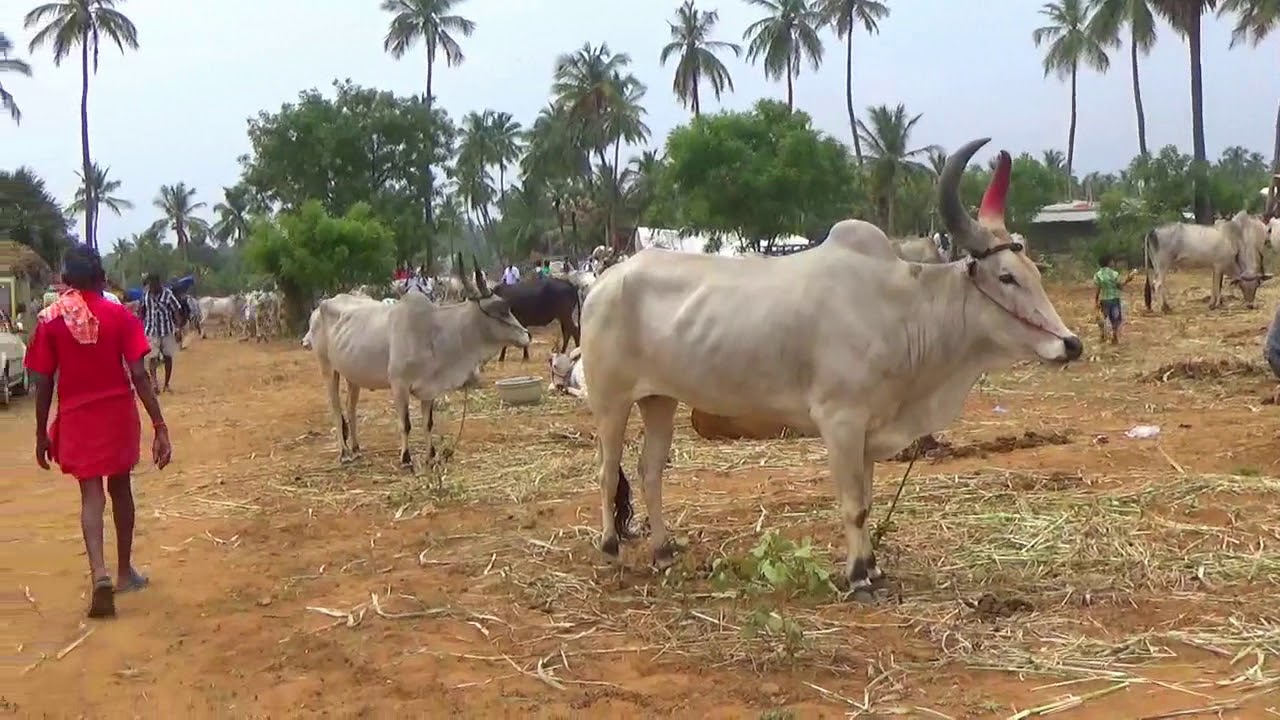 KANGAYAM SERIES: 29, Kangayam Breeds of Indian Cows in the Anthiyur Cow ...