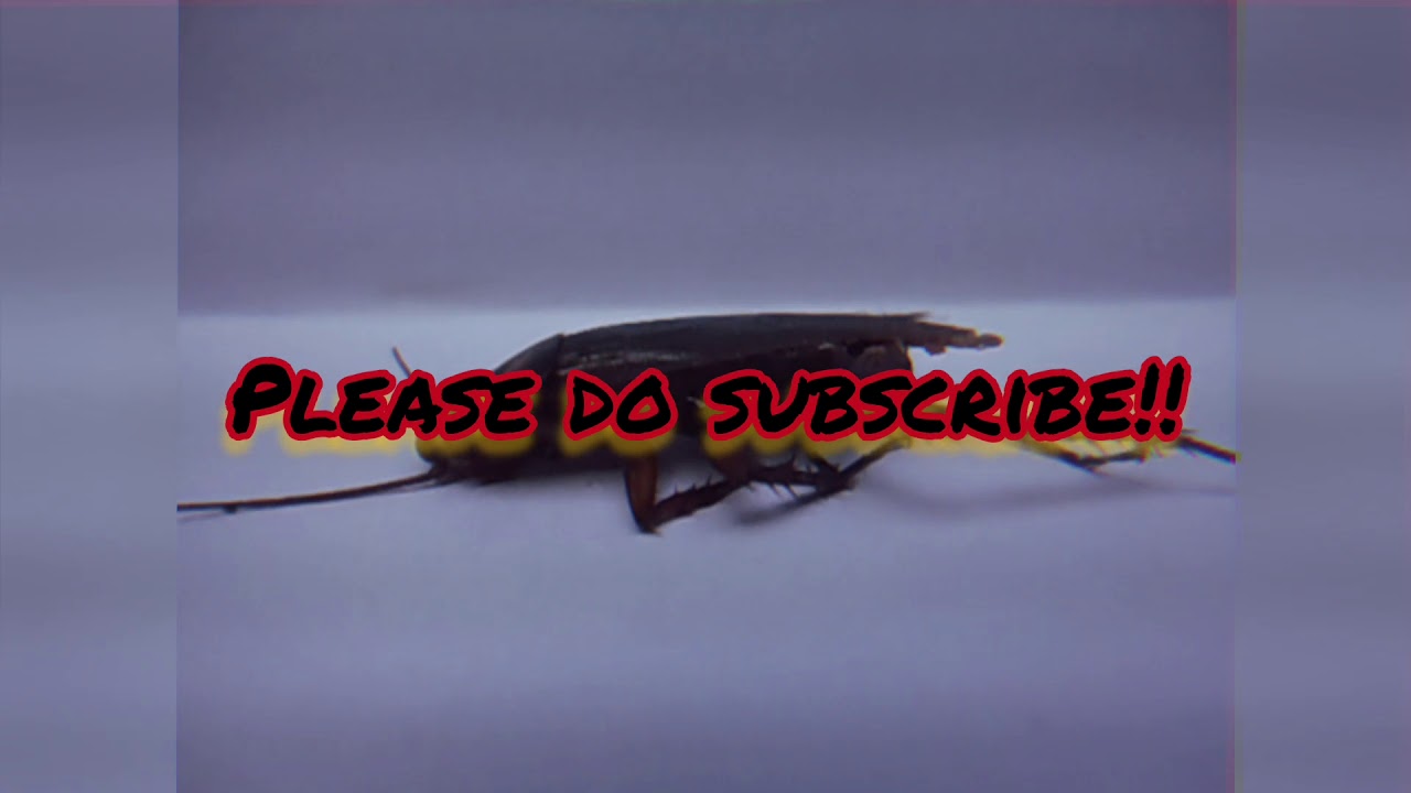 cockroach vs ant - YouTube