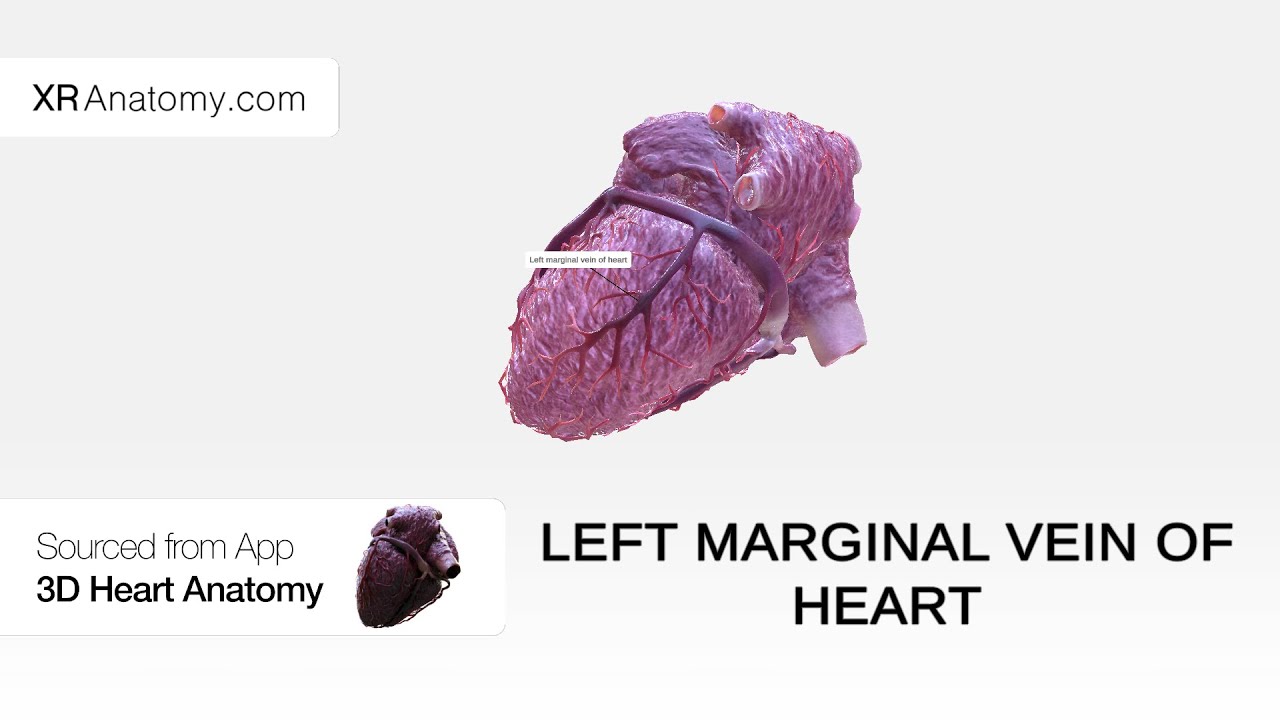 Left marginal vein of heart - YouTube