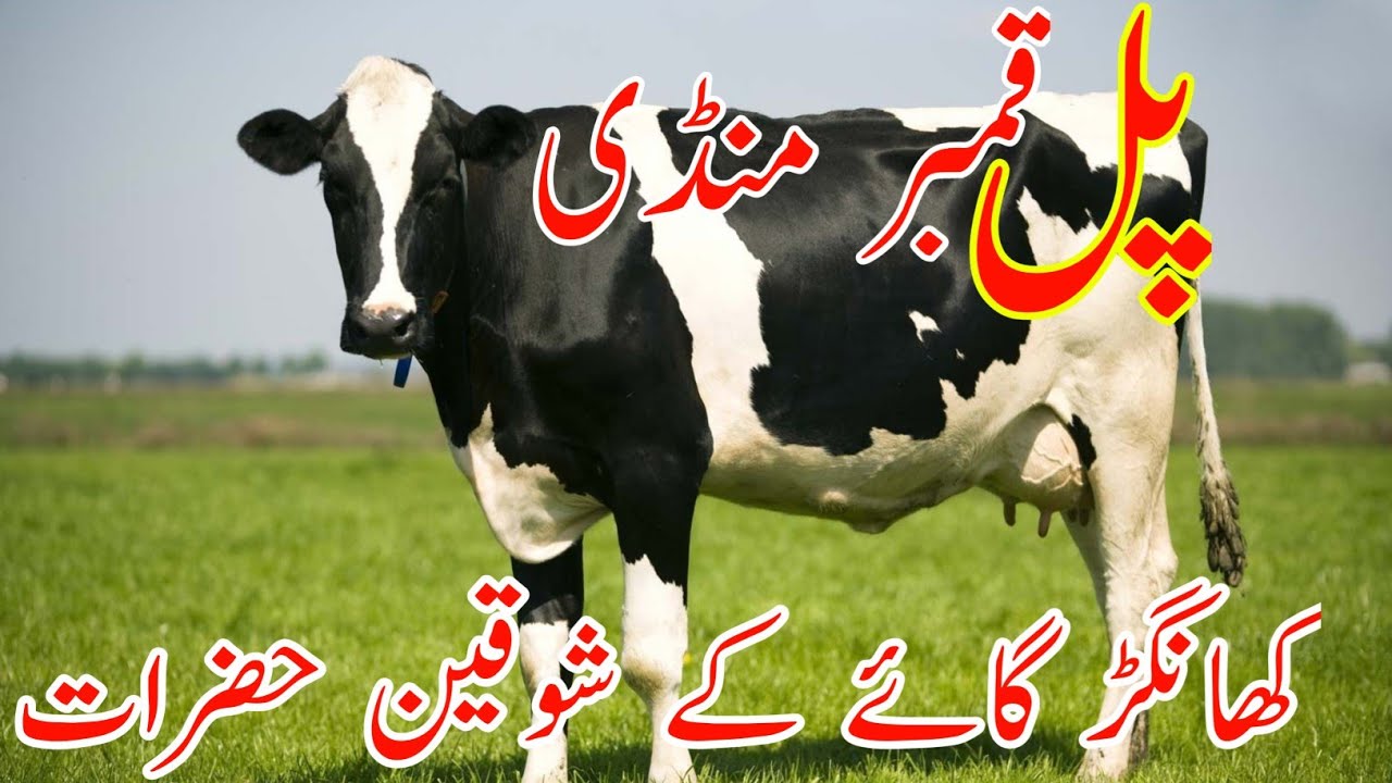 Pull Qambar Mandi | Khanger Cow NewUpdate| Dairy Lovers | Friesian ...