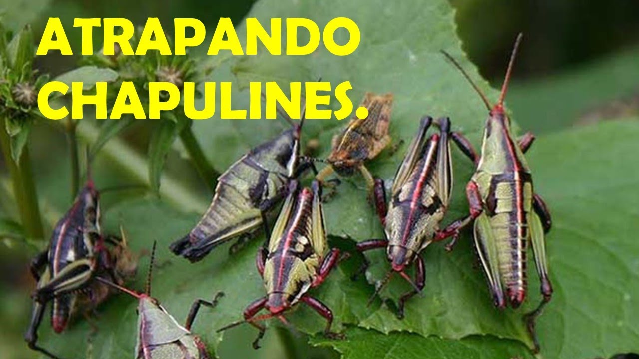 Chapulines Vivos