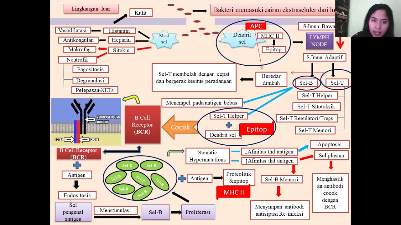 Sistem Imun dan Respon Imun Terhadap Bakteri - YouTube