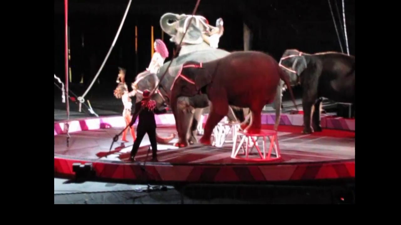 What happens when animals forced to perform in the circus misbehave ...