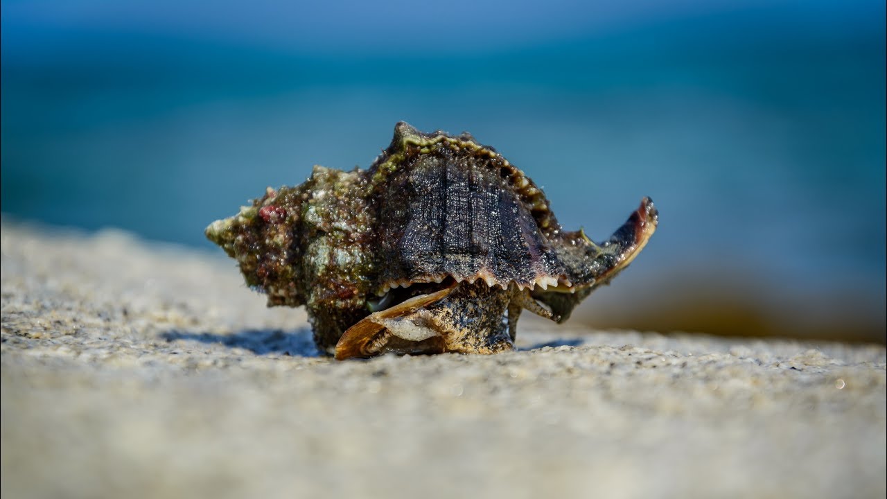 Scoica vie! - YouTube