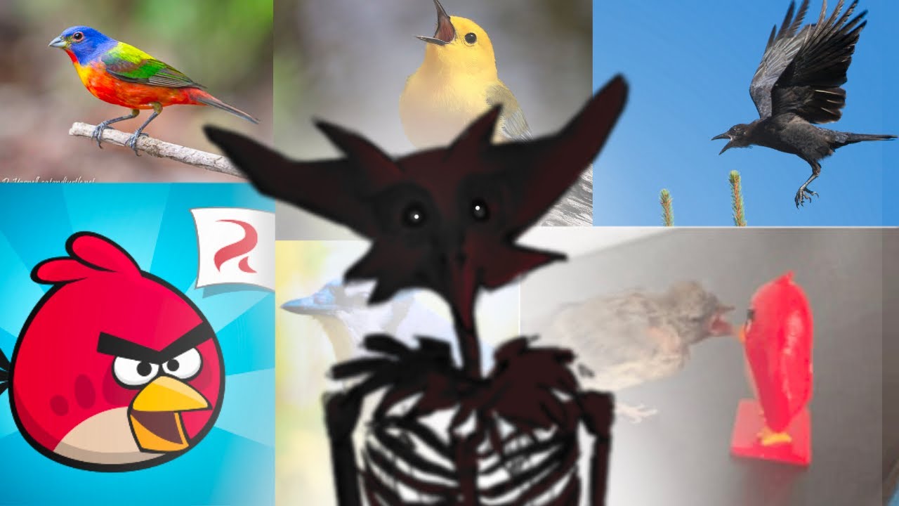Pillar Chase 2: bird chase 2 - YouTube