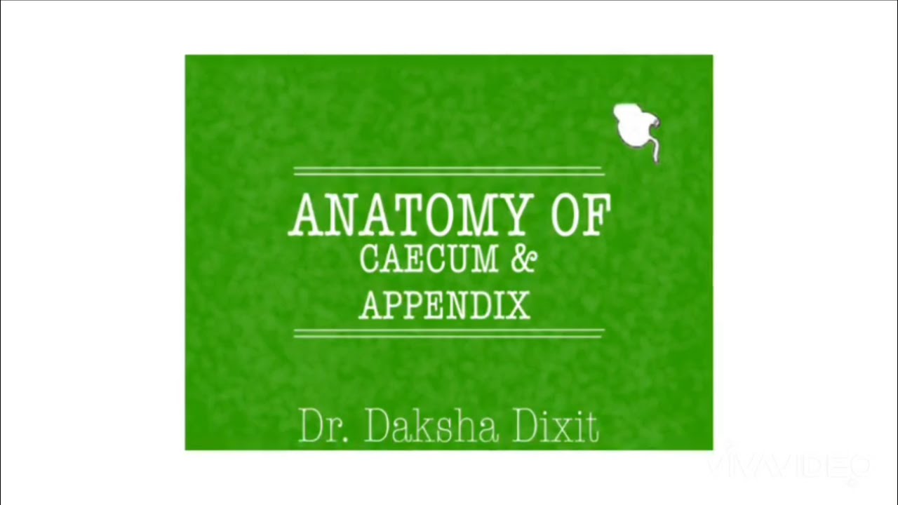 ANATOMY OF CAECUM & APPENDIX - YouTube