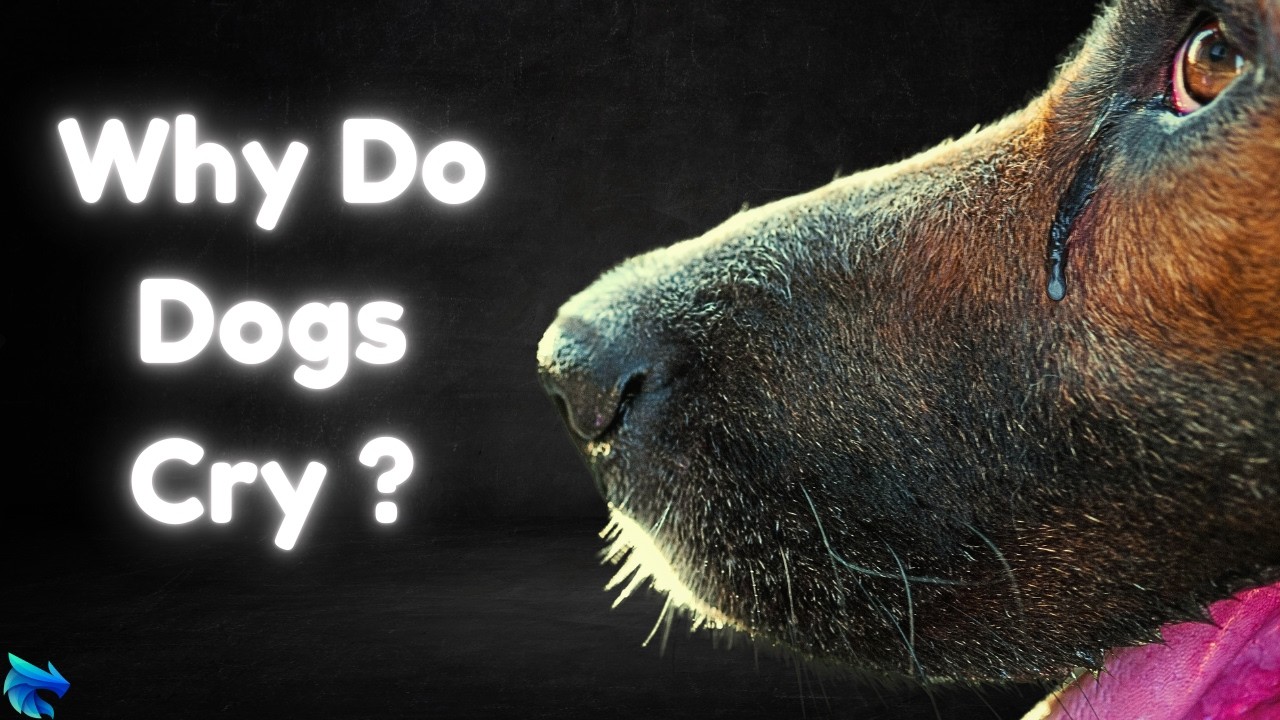 Why Do Dogs 🐶 Cry at Night? | 5 Main Reasons - YouTube