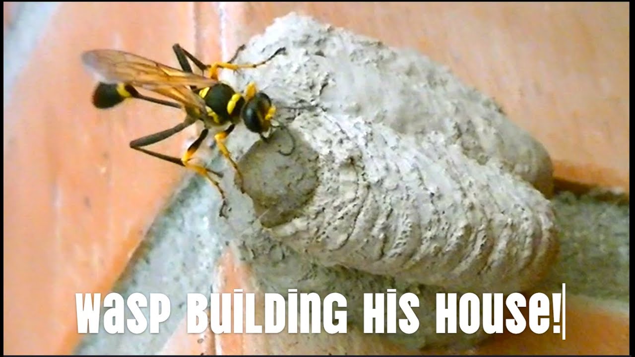 wasp building his house in the outdoors, builder of nature! - YouTube