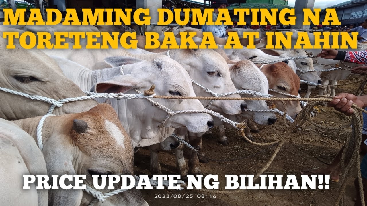 Ang Daming Dumating na mga Bakang Torete at Mag inahan Dumalaga dito sa ...