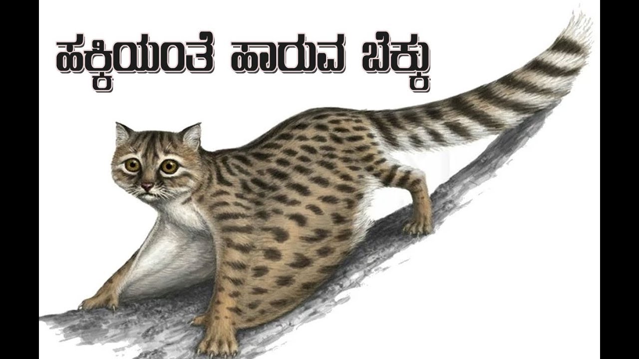 ಹಕ್ಕಿಯಂತೆ ಹಾರುವ ಬೆಕ್ಕು Flying cat found in Koppa| UDAYAVANI - YouTube