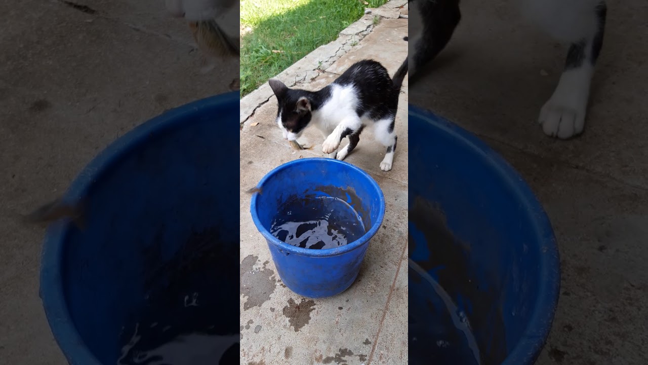 My cat is trying to catch fish from bucket. - YouTube