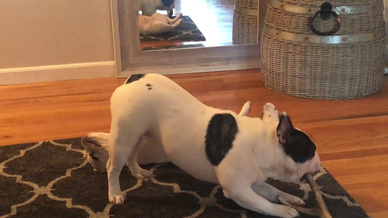 Frenchie back surf - YouTube