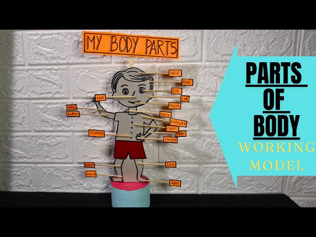 Preschool Stickers Editable Body Parts Labeling Activity For Kids ...