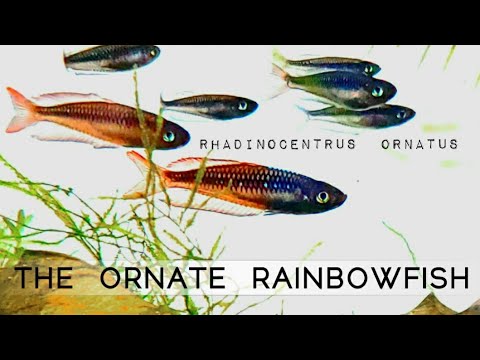 The Elusive & Rare Nano Rainbowfish, The Rhadinocentrus ornatus. The ...