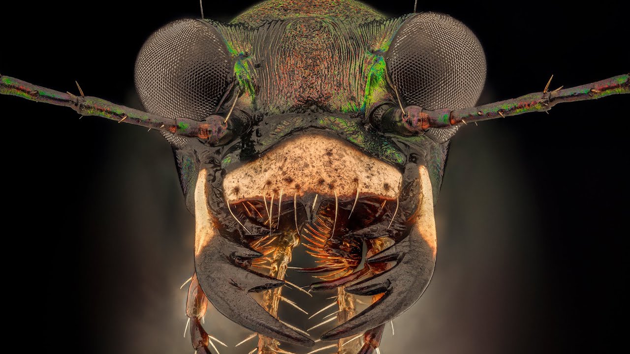 Remove the transparent effect when Focus Stacking - YouTube