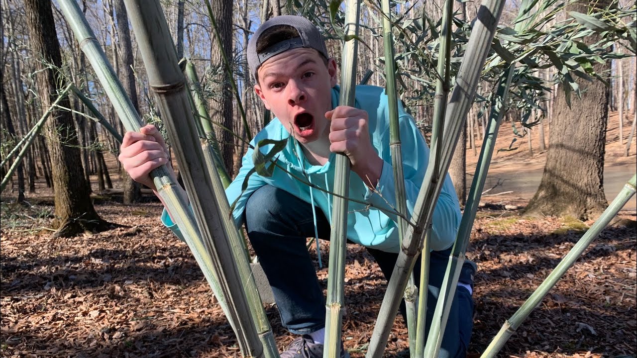 Homemade Crappie Brush Piles w/ BAMBOO! CHEAP!!! - YouTube