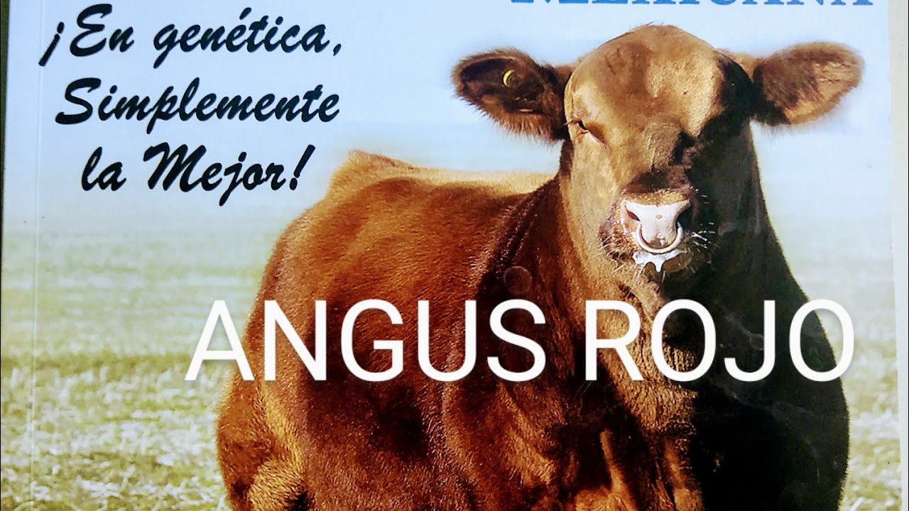 ¿INSEMINACIÓN O MONTA NATURAL? - YouTube