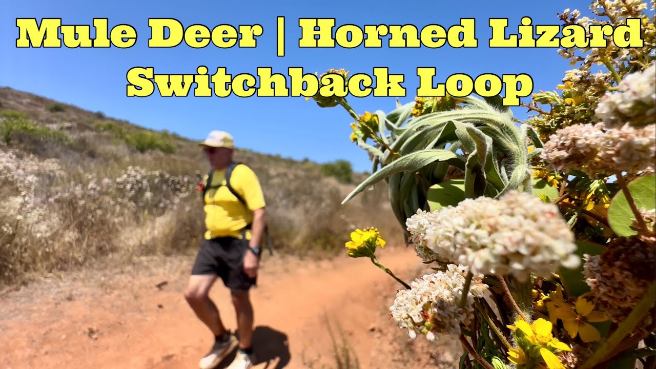 Mule Deer | Horned Lizard Switchback Loop - YouTube