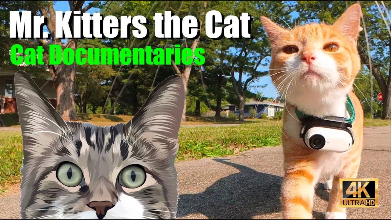 Mr. Kitters the Cat presents A Day in the Life of a Cat 📺🍿 - YouTube