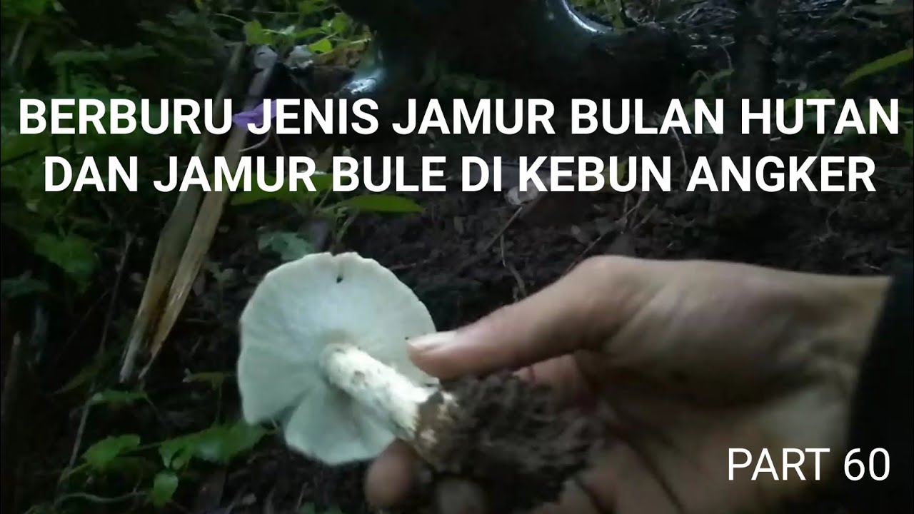 BERBURU JENIS JAMUR BULAN HUTAN DAN JAMUR BULE DI KEBUN ANGKER part 60 ...