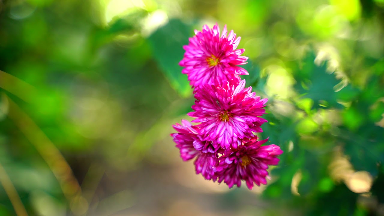 Flower Background Video Effects HD : Colorful Garden Plant Blooming 4K ...