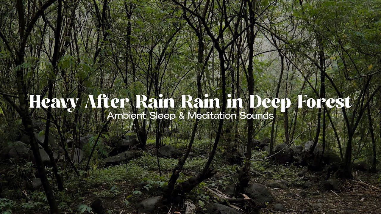 🎧 Heavy After Rain Rain in Deep Forest - Ambient Sleep & Meditation ...
