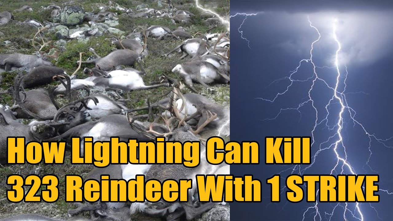 How FREAK Lightning Killed 323 Reindeer With ONE Strike - YouTube