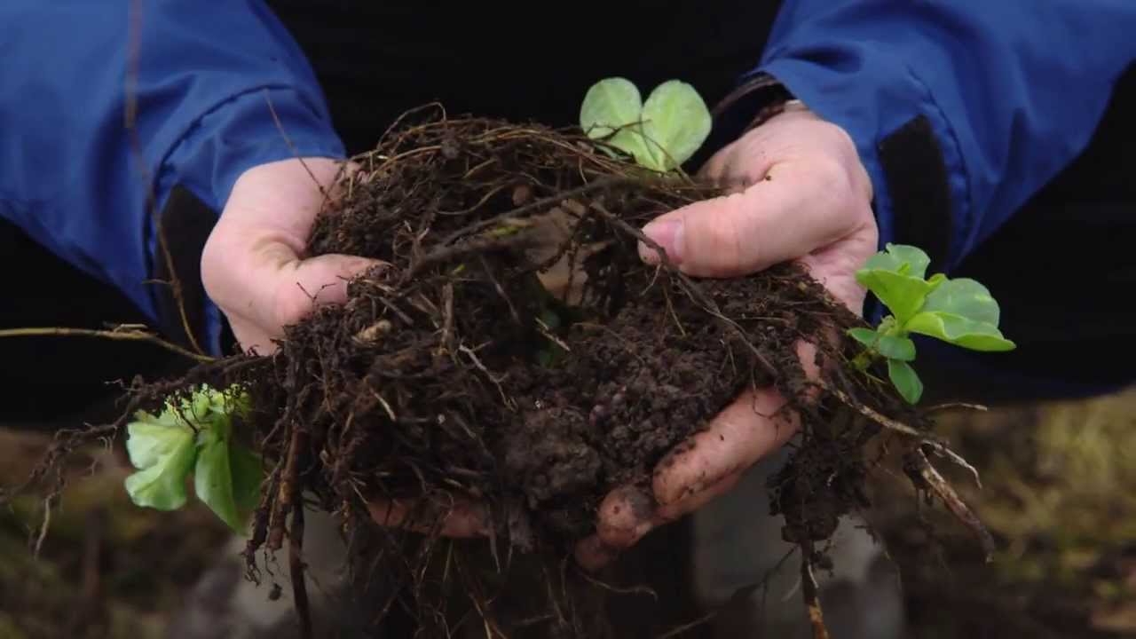 An introduction to Soil Security - YouTube