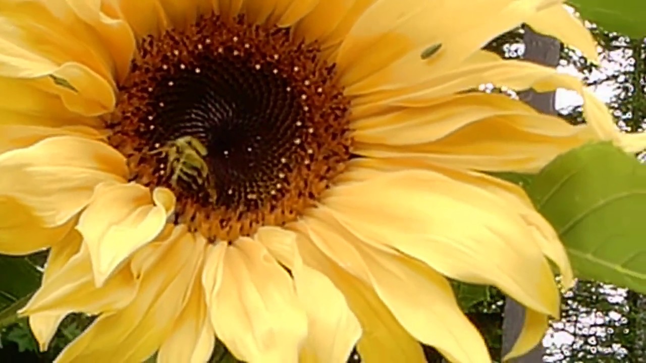 Single Seed Challenge #4 - Sunflower - American Giant Hybrid Sunflower ...