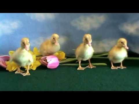 Cute Baby Pekin Duck Babies - Buc~A~Buc Farm - YouTube