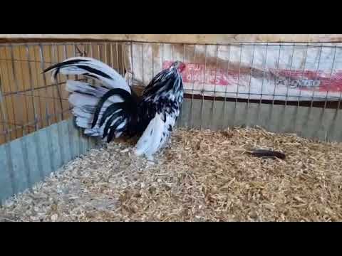 Gallo miniatura Azteca Criadero San Matías PINTO DE NEGRO - YouTube