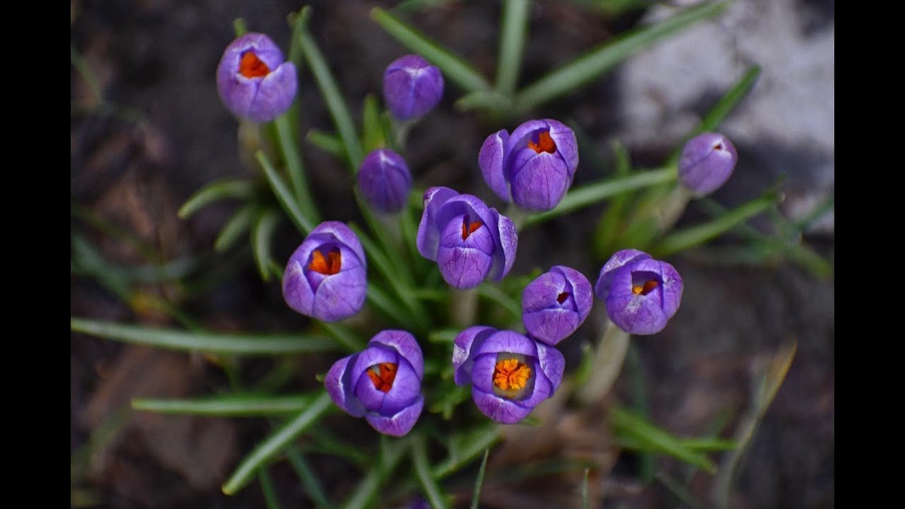 Portland's spring flowers in Chapman Square - YouTube