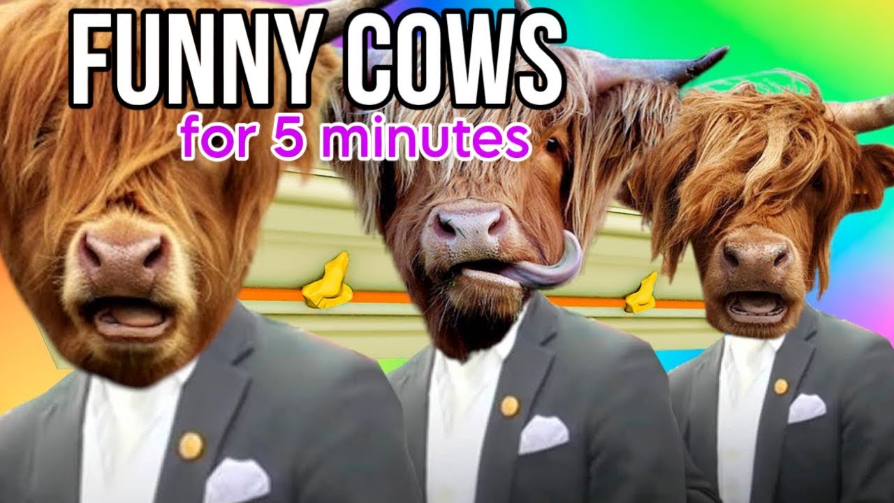 FUNNY COW DANCE FOR 5 MINUTES | Cow Song & Cow Videos 2023 | Cow dance ...