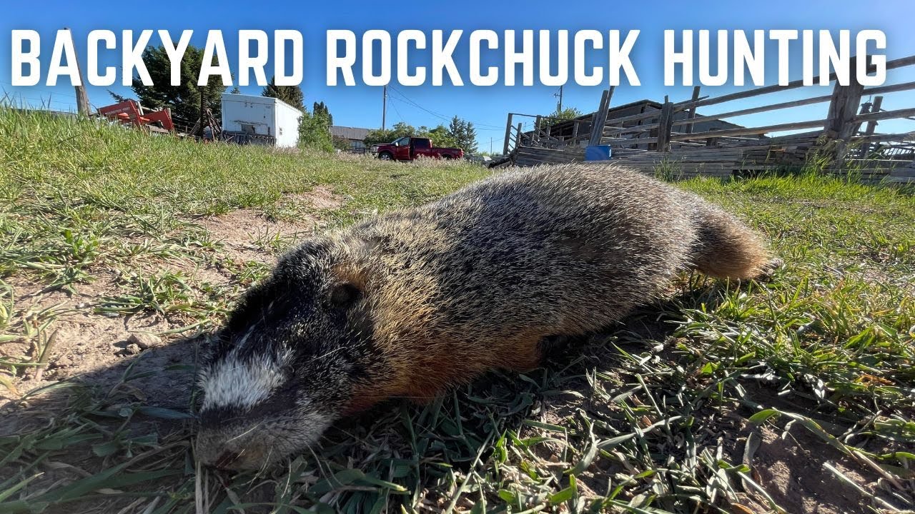 Rockchuck Hunting | Rodent Control with a .22 | Yellow Bellied Marmots ...