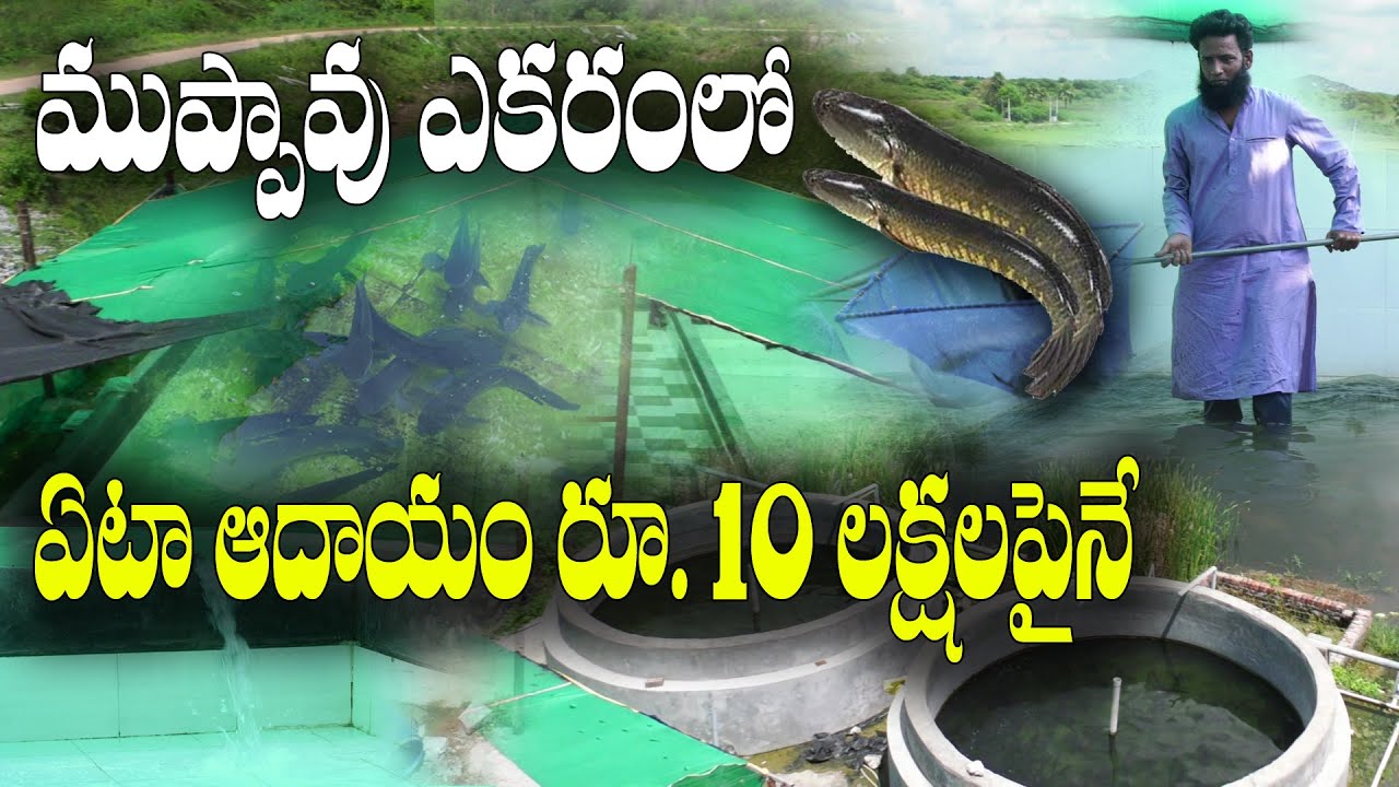 కుంటలు, ట్యాంకుల్లో కొరమేను పెంపకం || Snakehead murrel fish farming in ...