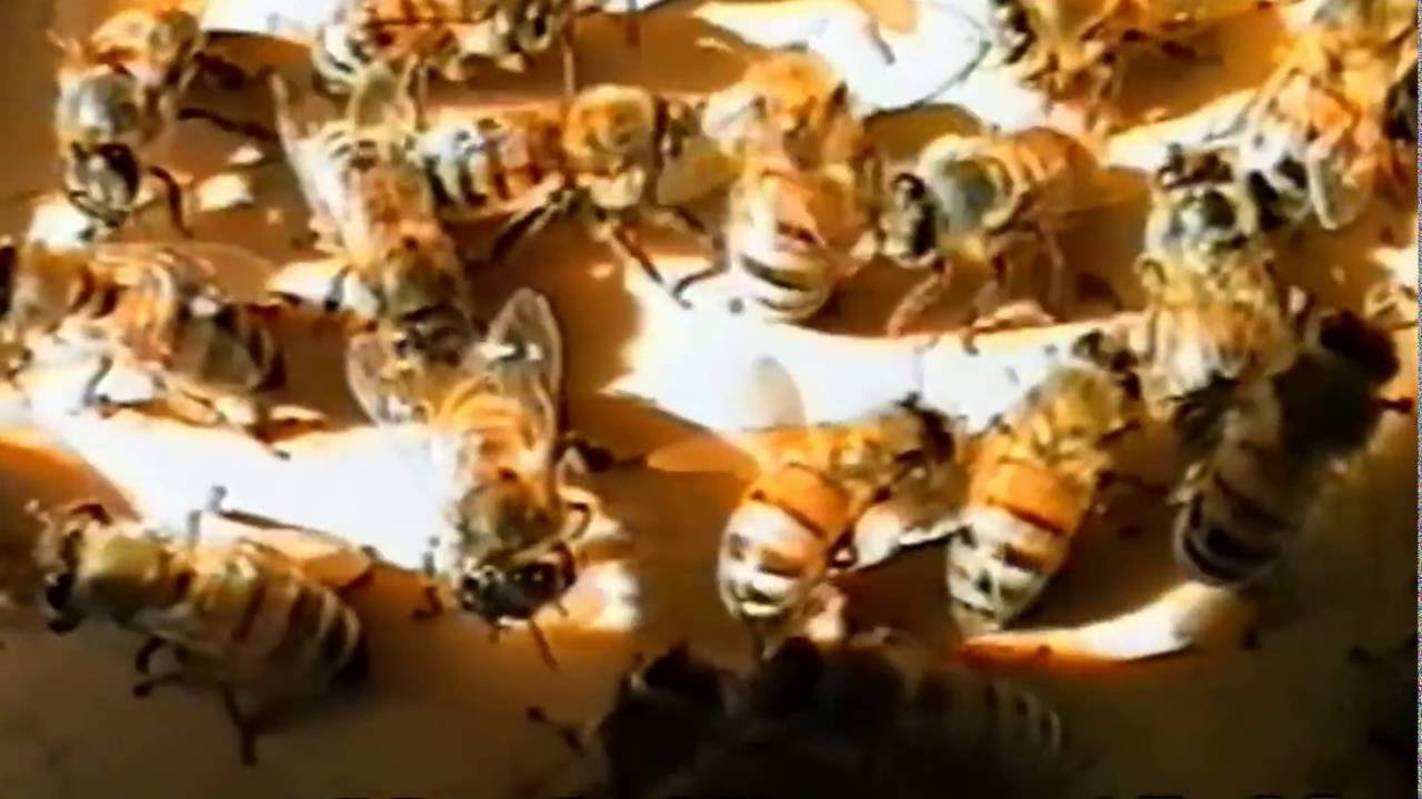 Bee shaking and grooming mite - YouTube